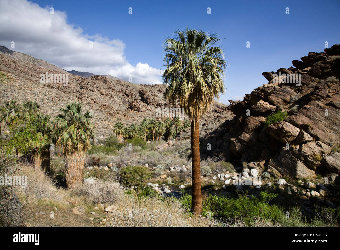 Indian canyons resort, palm springs hi-res stock photography and images ...