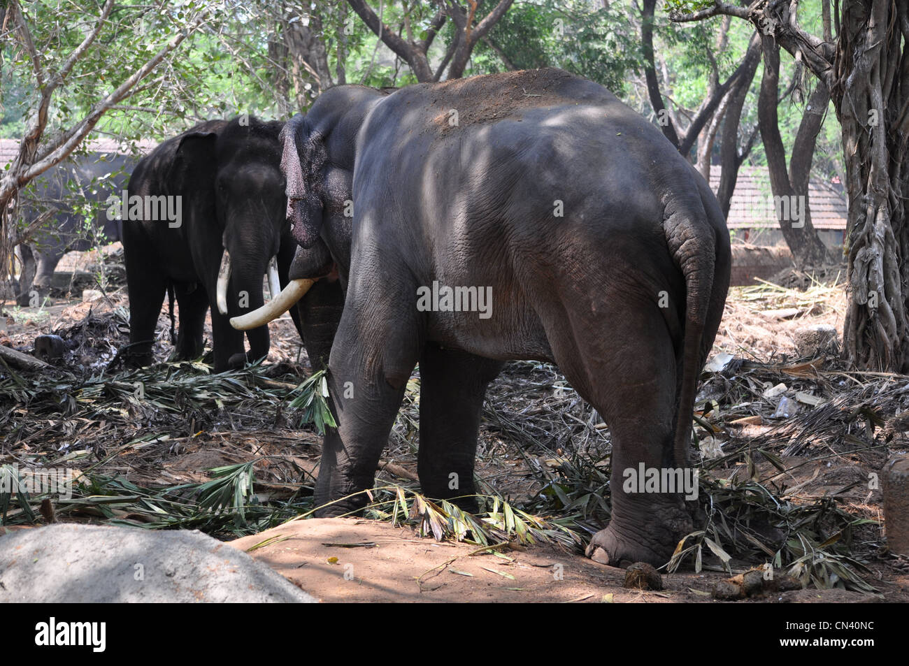 A group of Indian elephants Stock Photo - Alamy