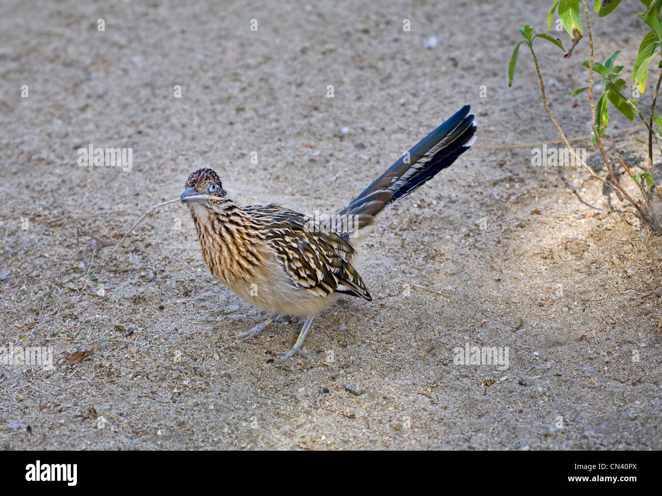 Roadrunner hi-res stock photography and images - Alamy