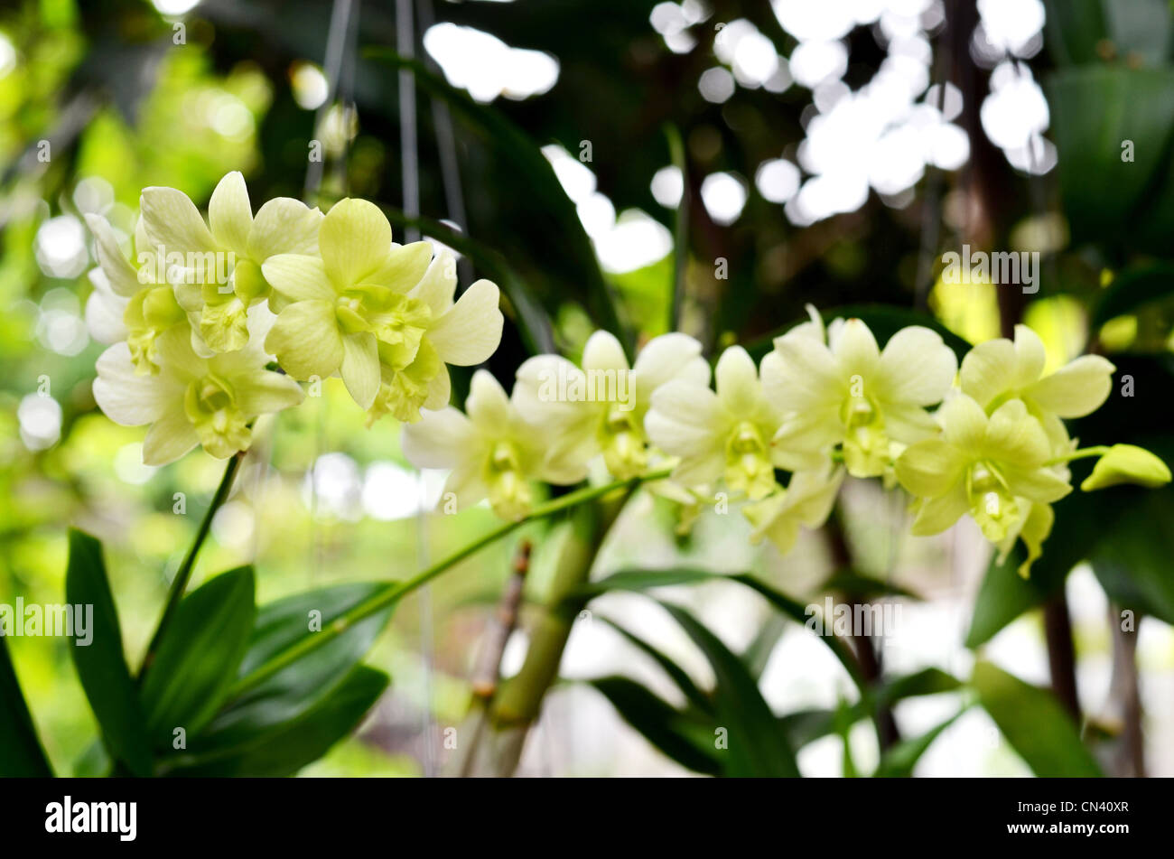 Nuevo green dendrobium orchids in garden Stock Photo - Alamy