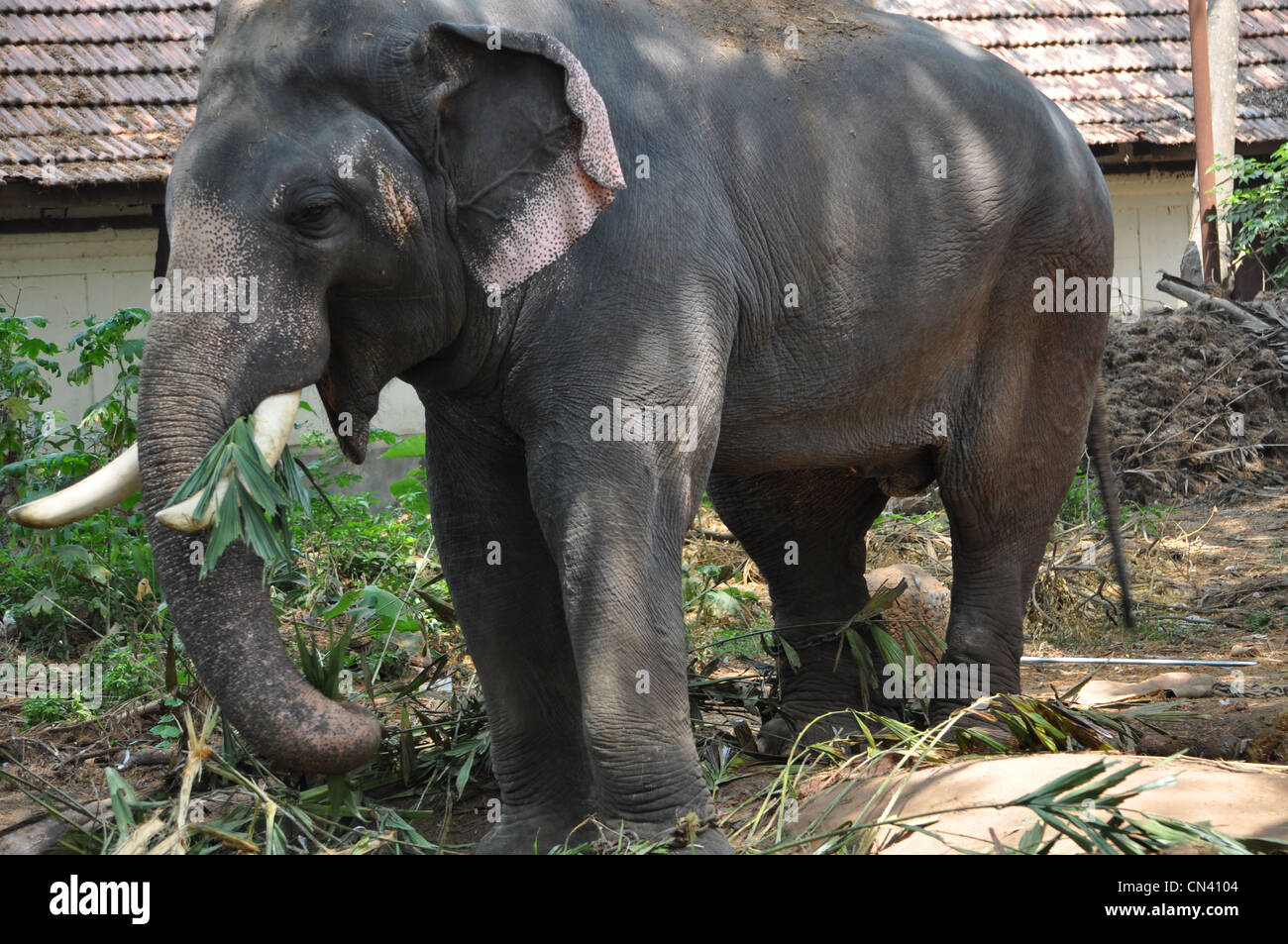Indian tusker elephant hi-res stock photography and images - Alamy