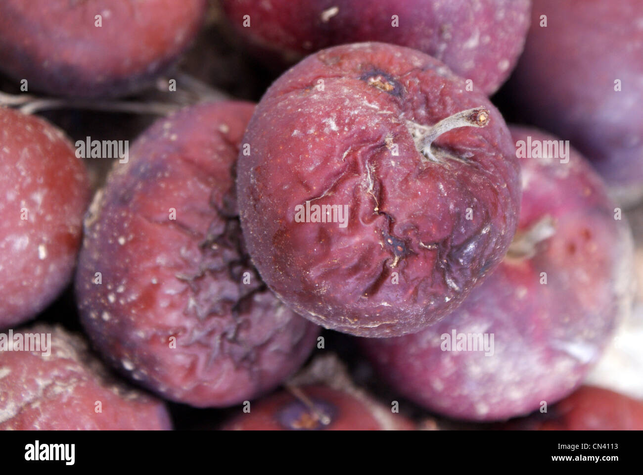 A pile of Plums beginning to rot Stock Photo - Alamy