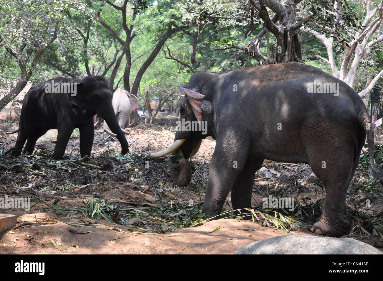 A group of Indian elephants Stock Photo - Alamy