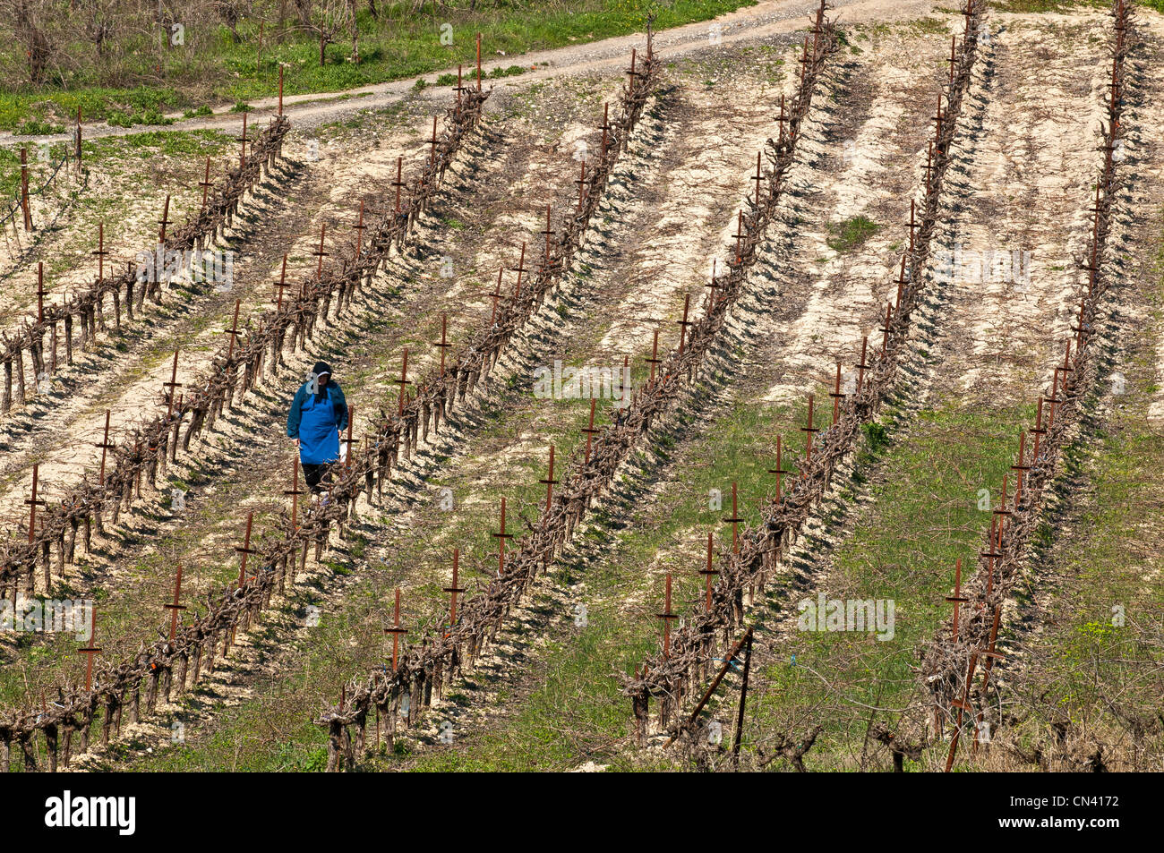 Spring pruning of the grape vines around Nemea, Korinthia, Peloponnese ...