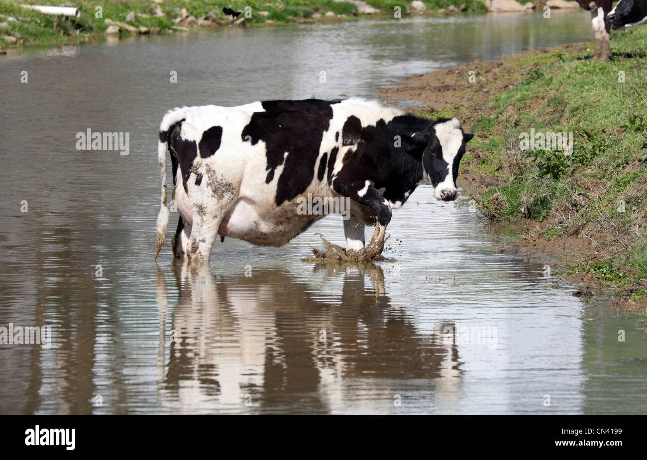 Holstein Friesian cattle dairy cow standing in a stream Stock Photo - Alamy