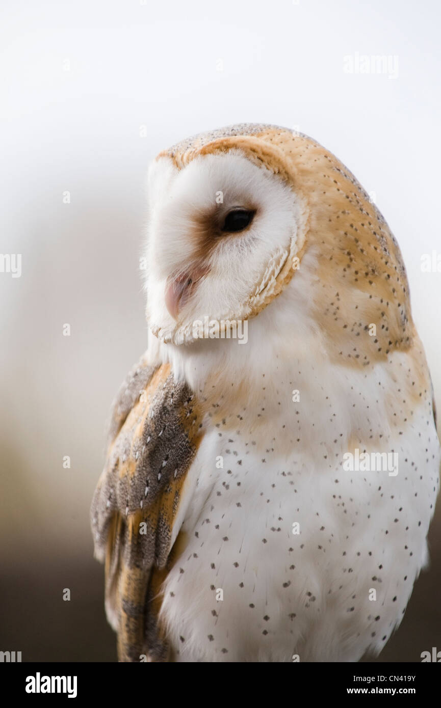 Portrait female barn owl hi-res stock photography and images - Alamy