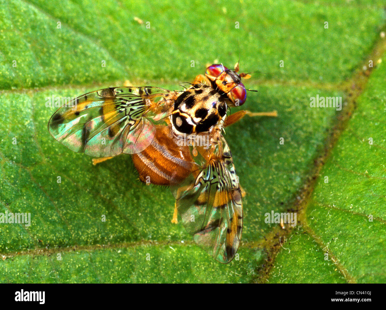 Male Medfly Resting on a Leaf Stock Photo - Alamy