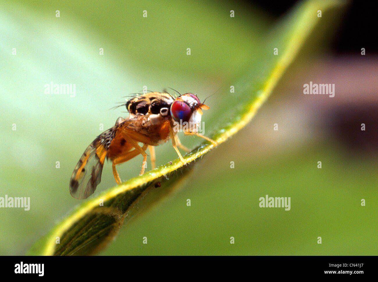 Medfly fruit hi-res stock photography and images - Alamy