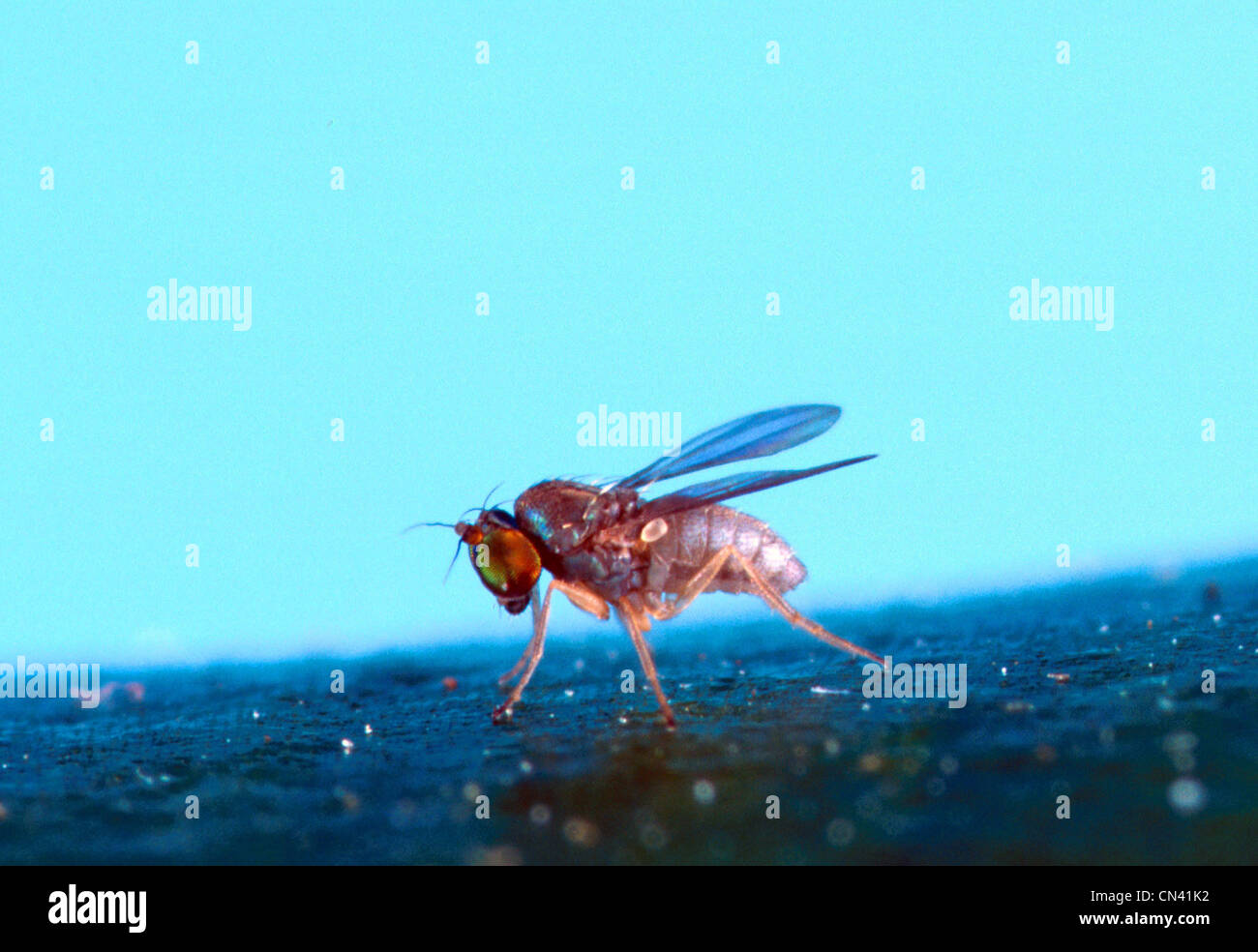 Thrypticus fly close-up Stock Photo - Alamy