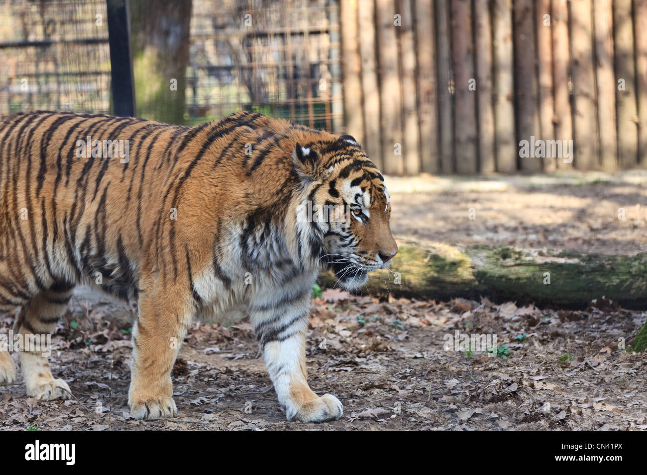 tiger in the zoo Stock Photo - Alamy