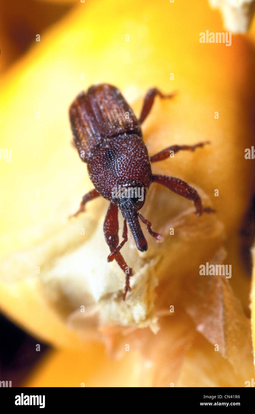 Weevil corn hi-res stock photography and images - Alamy
