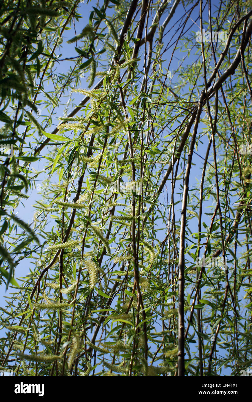 Close up weeping willow tree hi-res stock photography and images - Alamy
