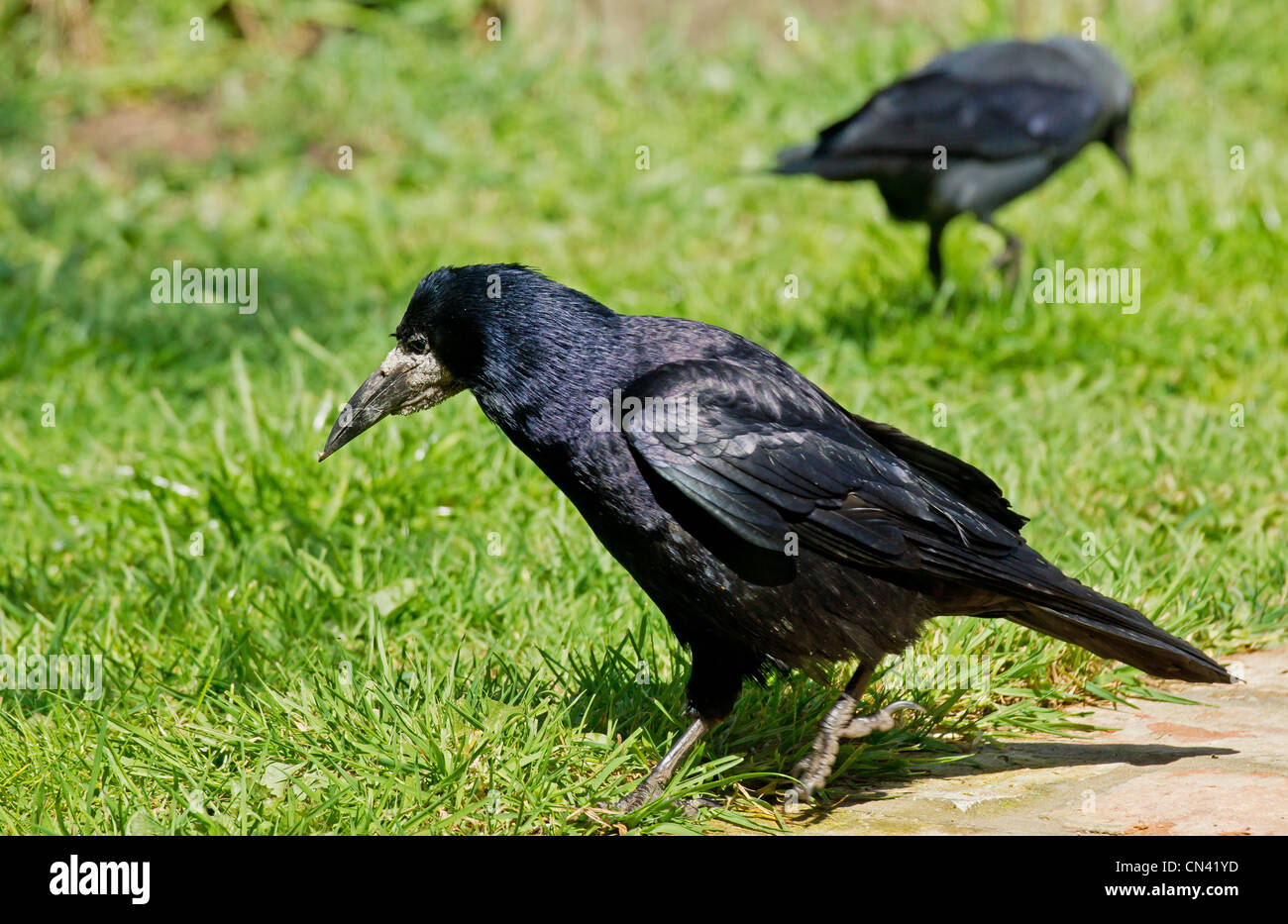 A rook looking for food Corvus frugilegus Stock Photo - Alamy