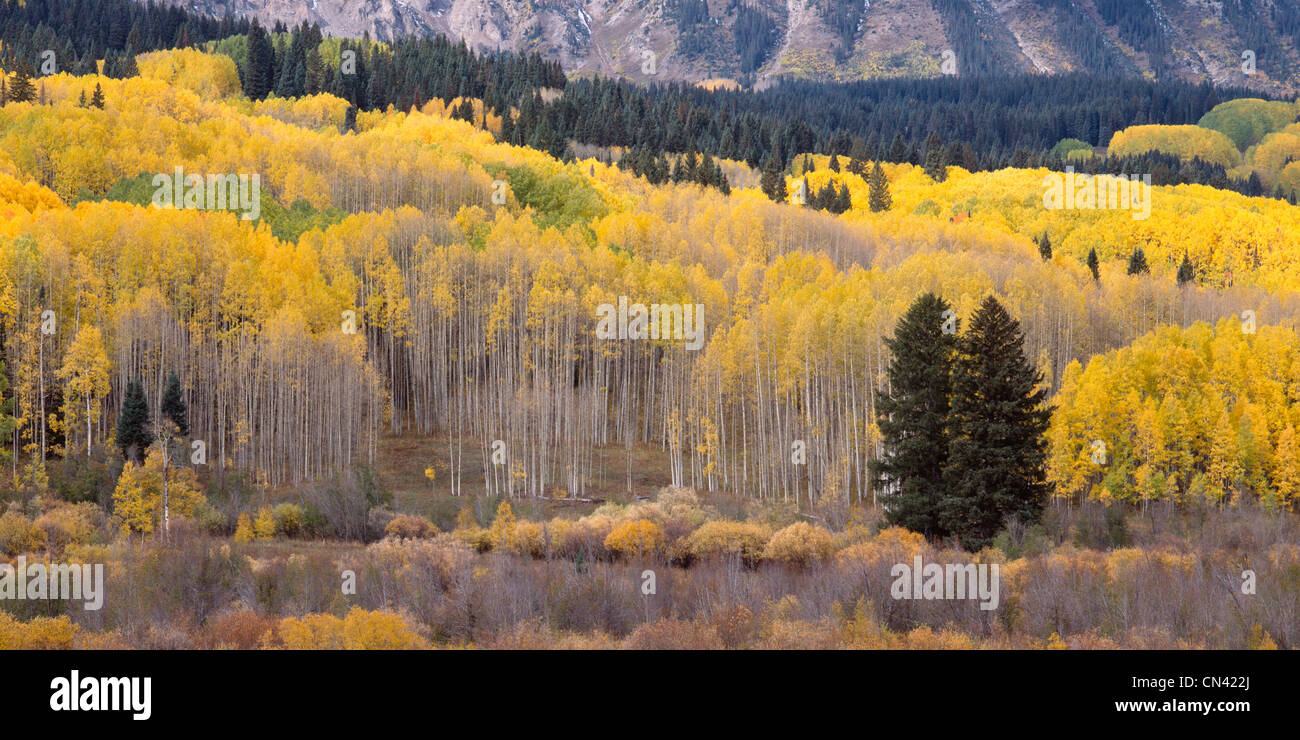 Autumn colored groves of quaking aspen at base of the Ruby Range ...