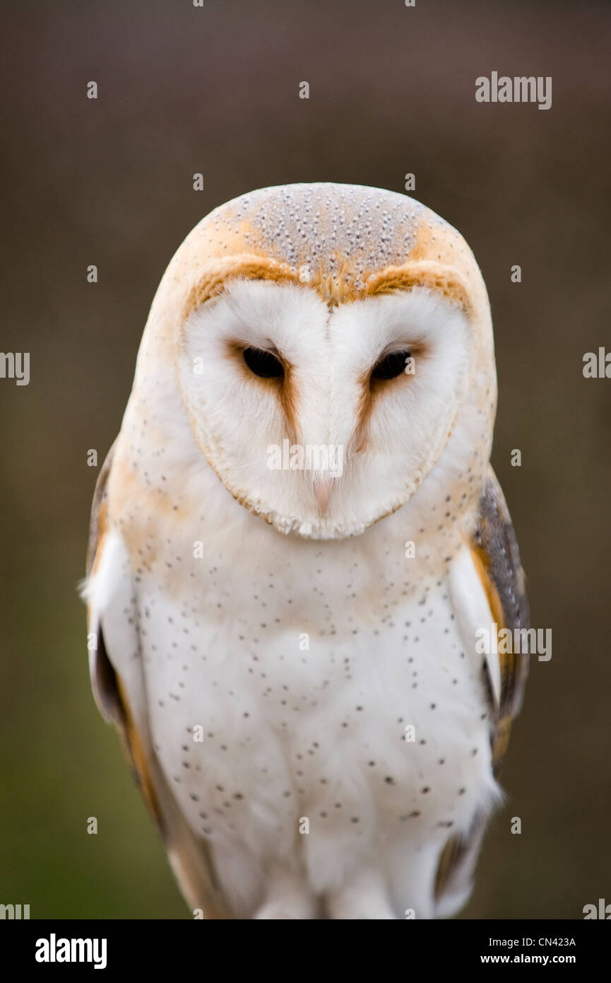 A Barn owl watching and waiting Stock Photo - Alamy
