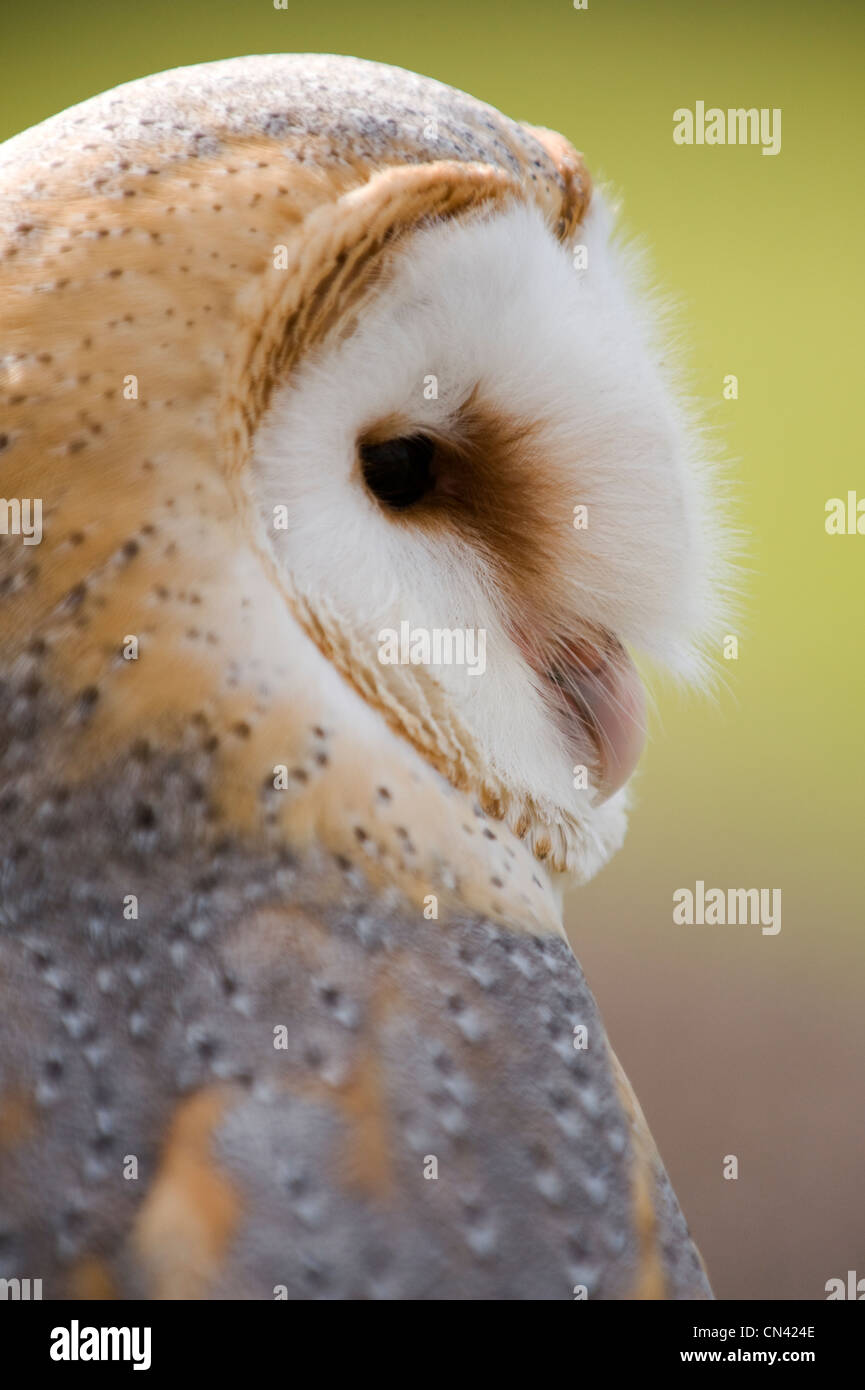 A closeup portrait of a Barn Owl looking to the right Stock Photo - Alamy