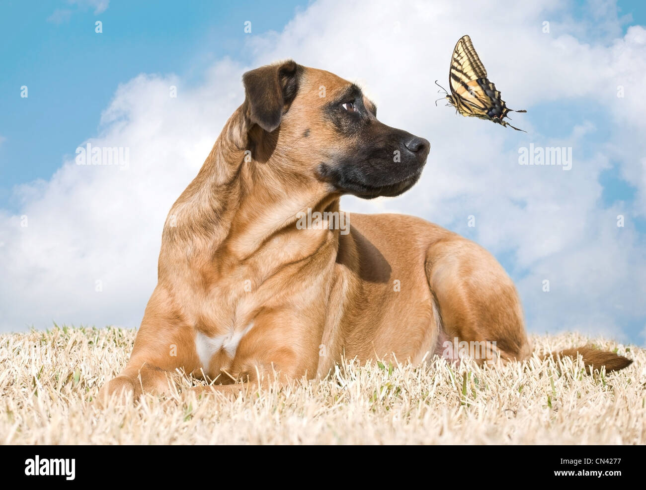Approach dog hi-res stock photography and images - Alamy