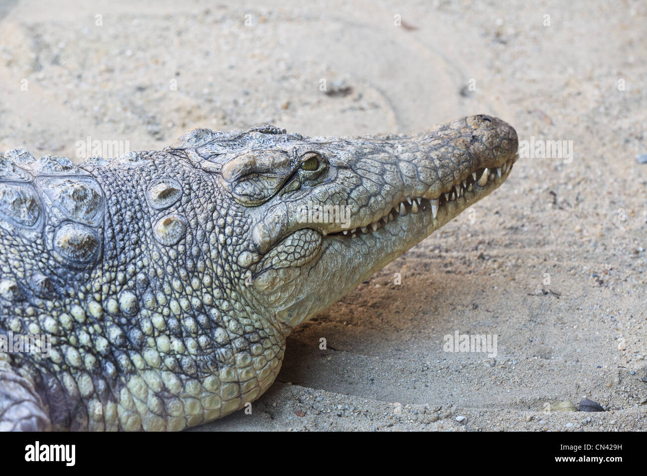 Crocodile face close up hi-res stock photography and images - Alamy