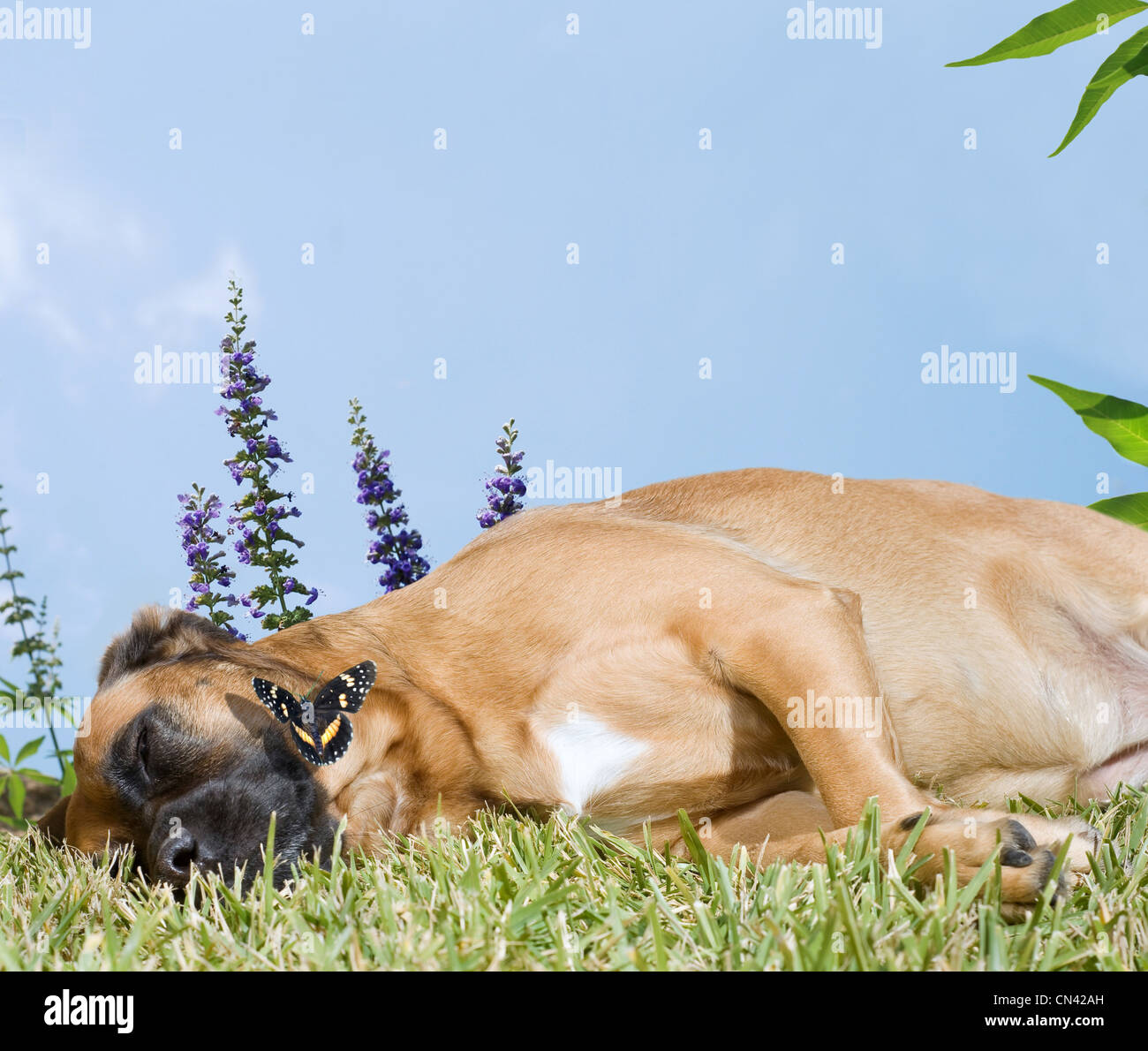 Snoozing Dog With Butterfly Stock Photo - Alamy