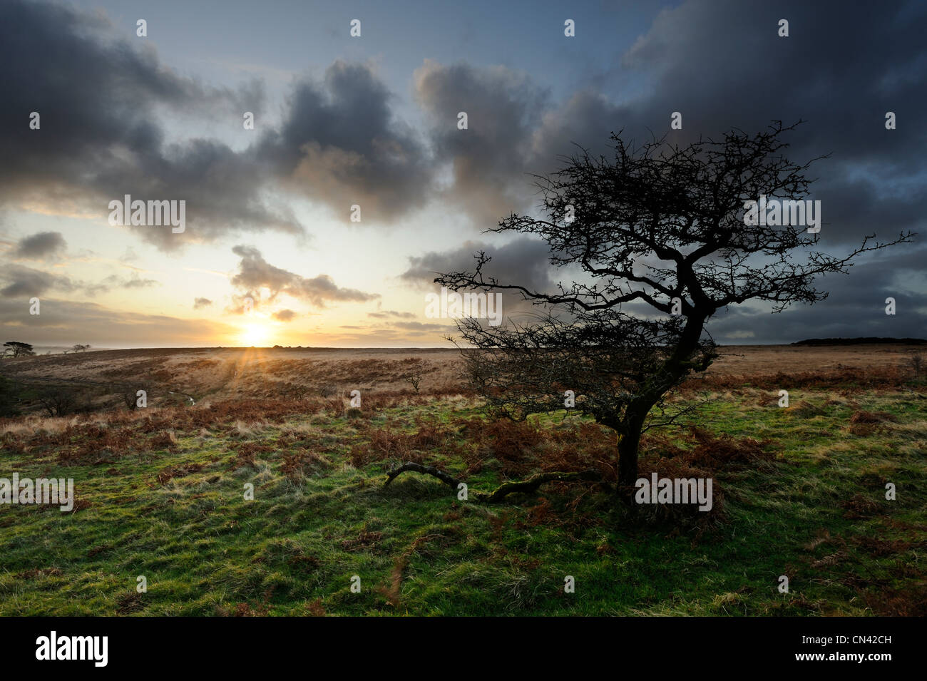 Windswept tree uk hi-res stock photography and images - Alamy