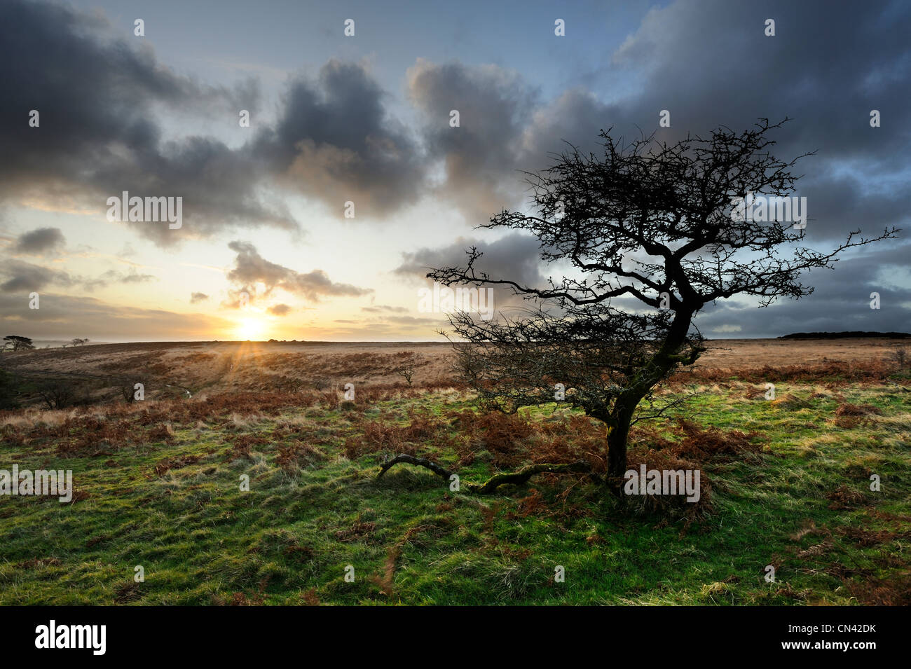 A windswept tree on Exmoor at sunrise Stock Photo - Alamy