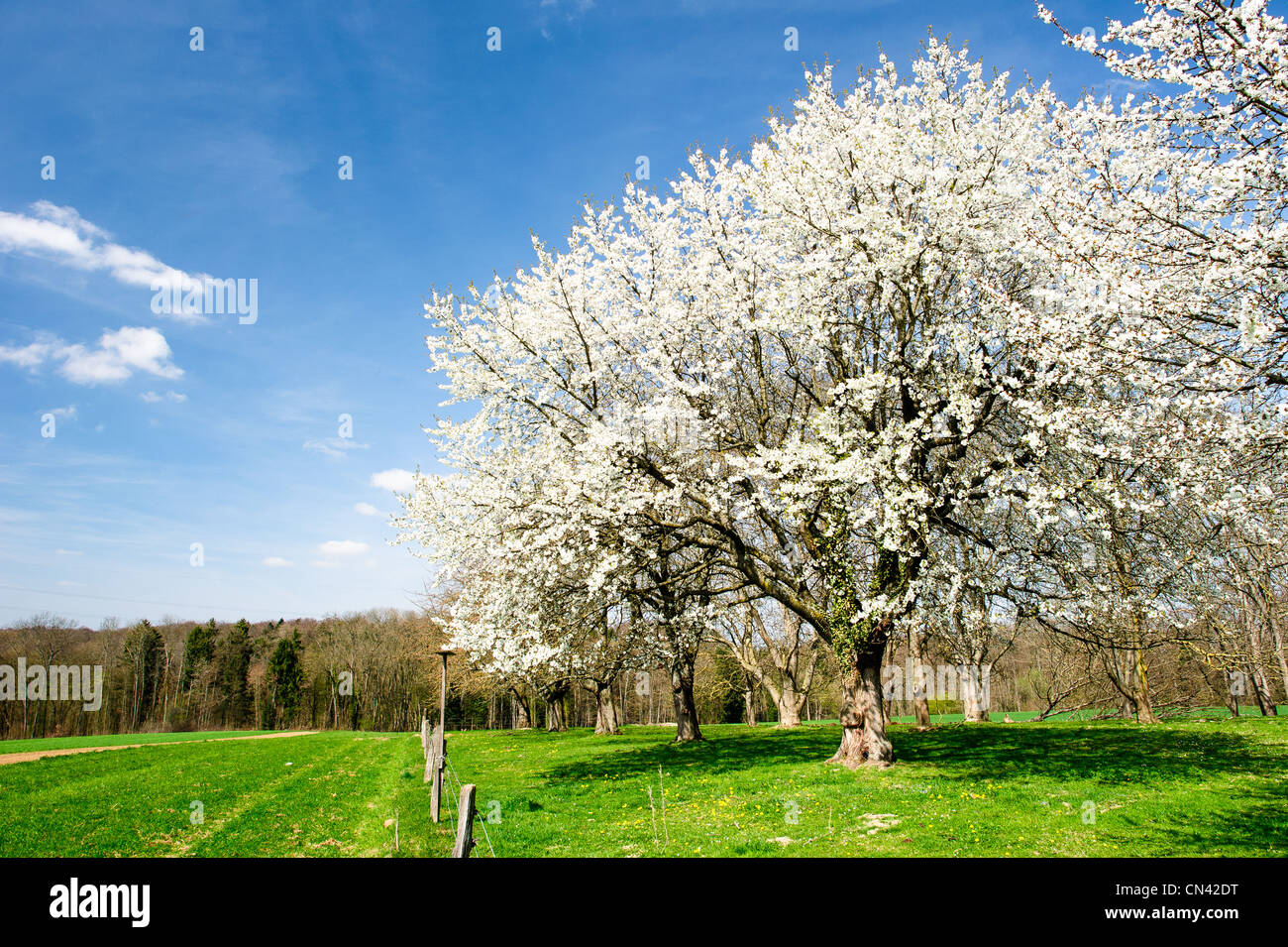 Blossoming trees in spring Stock Photo - Alamy