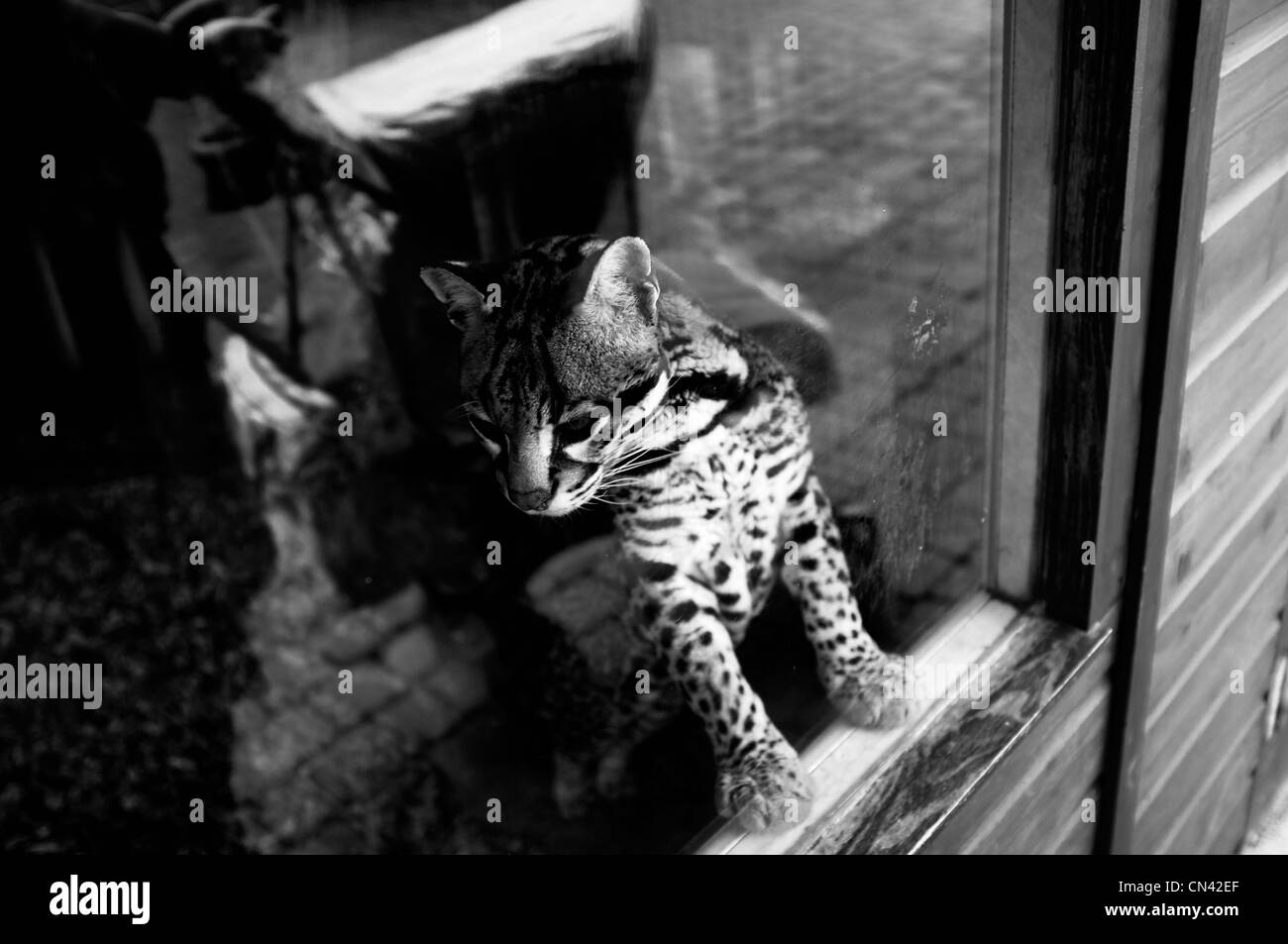 Banham zoo norfolk hi-res stock photography and images - Alamy