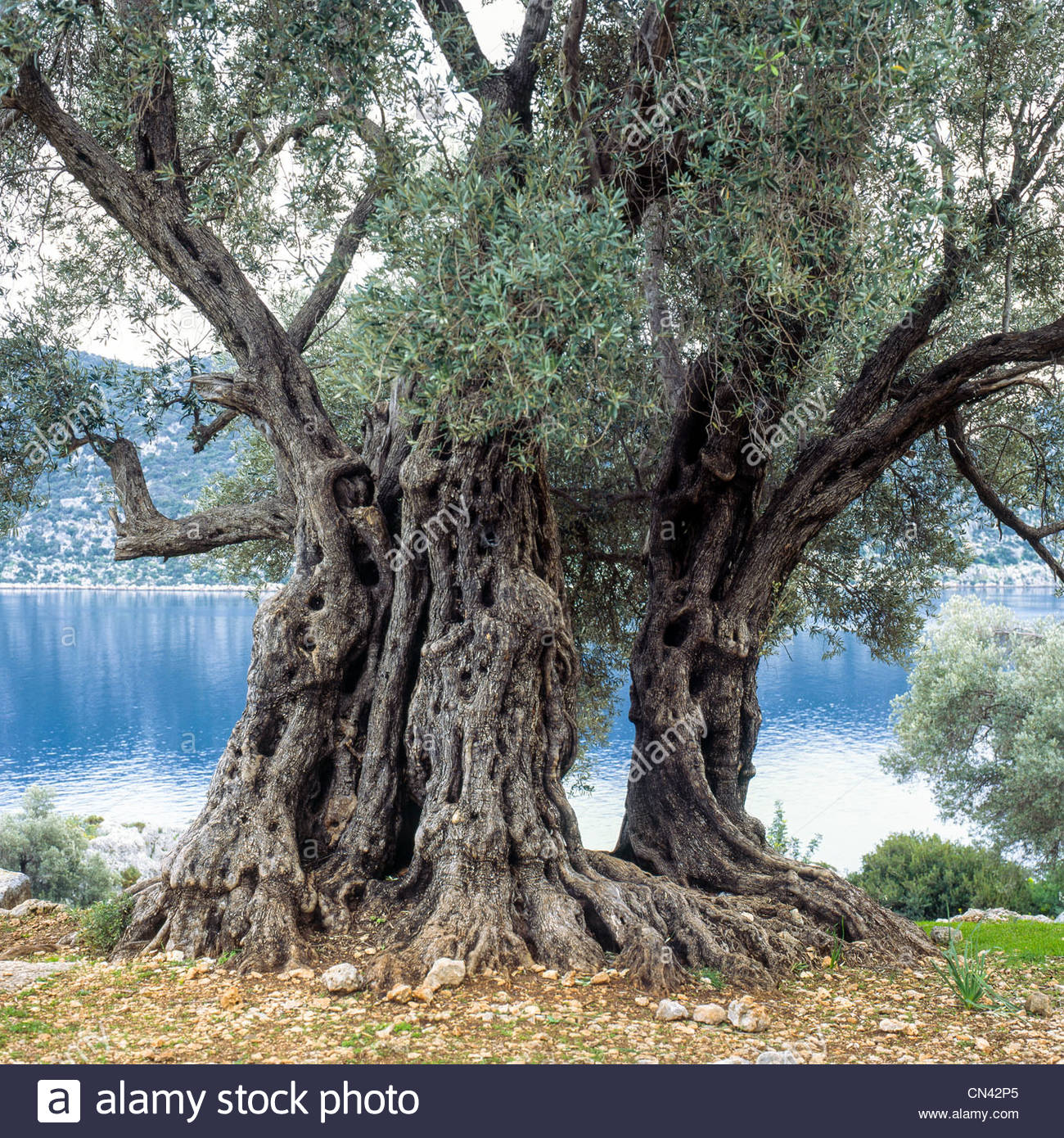 Pretty Olive Tree High Resolution Stock Photography and Images - Alamy