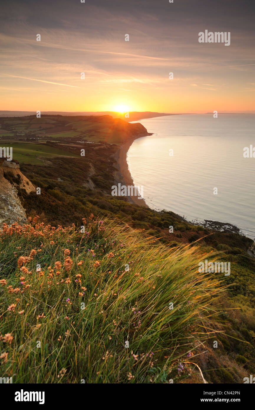 Windswept grass lit by the rising sun atop Golden Cap on the Jurassic ...