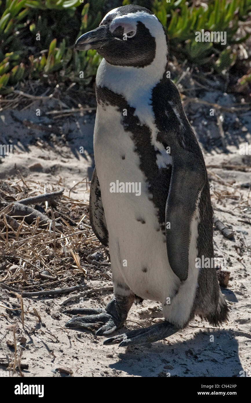 African Penguins, Spheniscus demersus, aka Cape penguin, and South ...