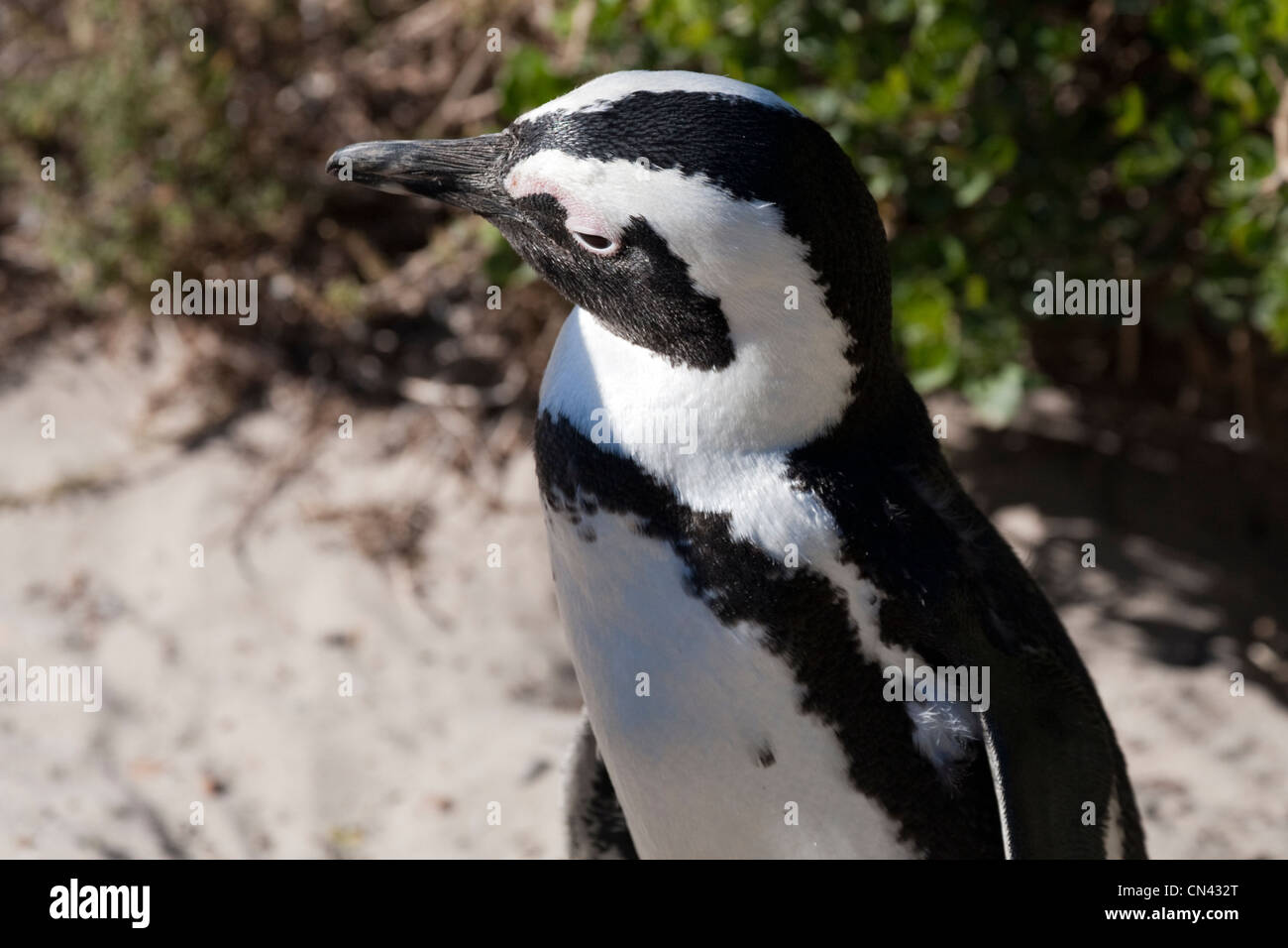 African Penguins, Spheniscus demersus, aka Cape penguin, and South ...