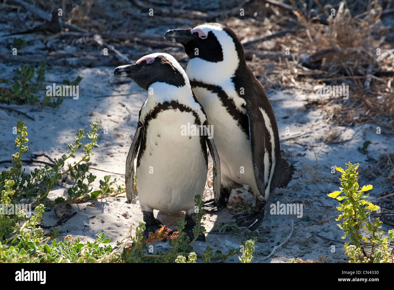 African Penguins, Spheniscus demersus, aka Cape penguin, and South ...