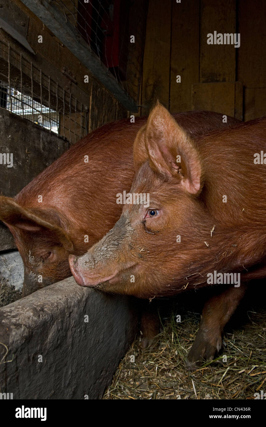 Pigs near the trough, Riverdale Farm Toronto, ON Stock Photo - Alamy