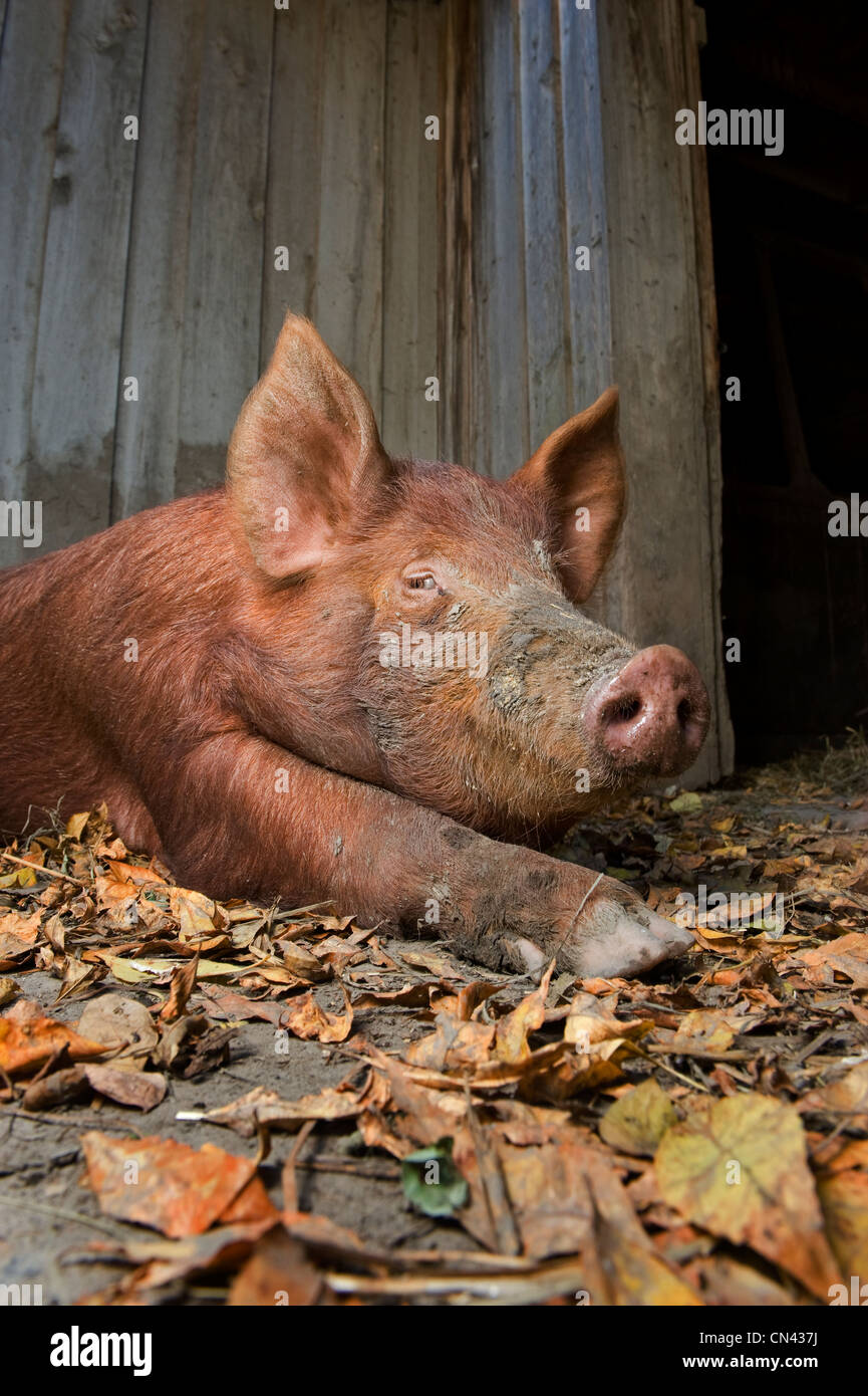 Pig in the pen Riverdale Farm, Toronto, Ontario Stock Photo - Alamy