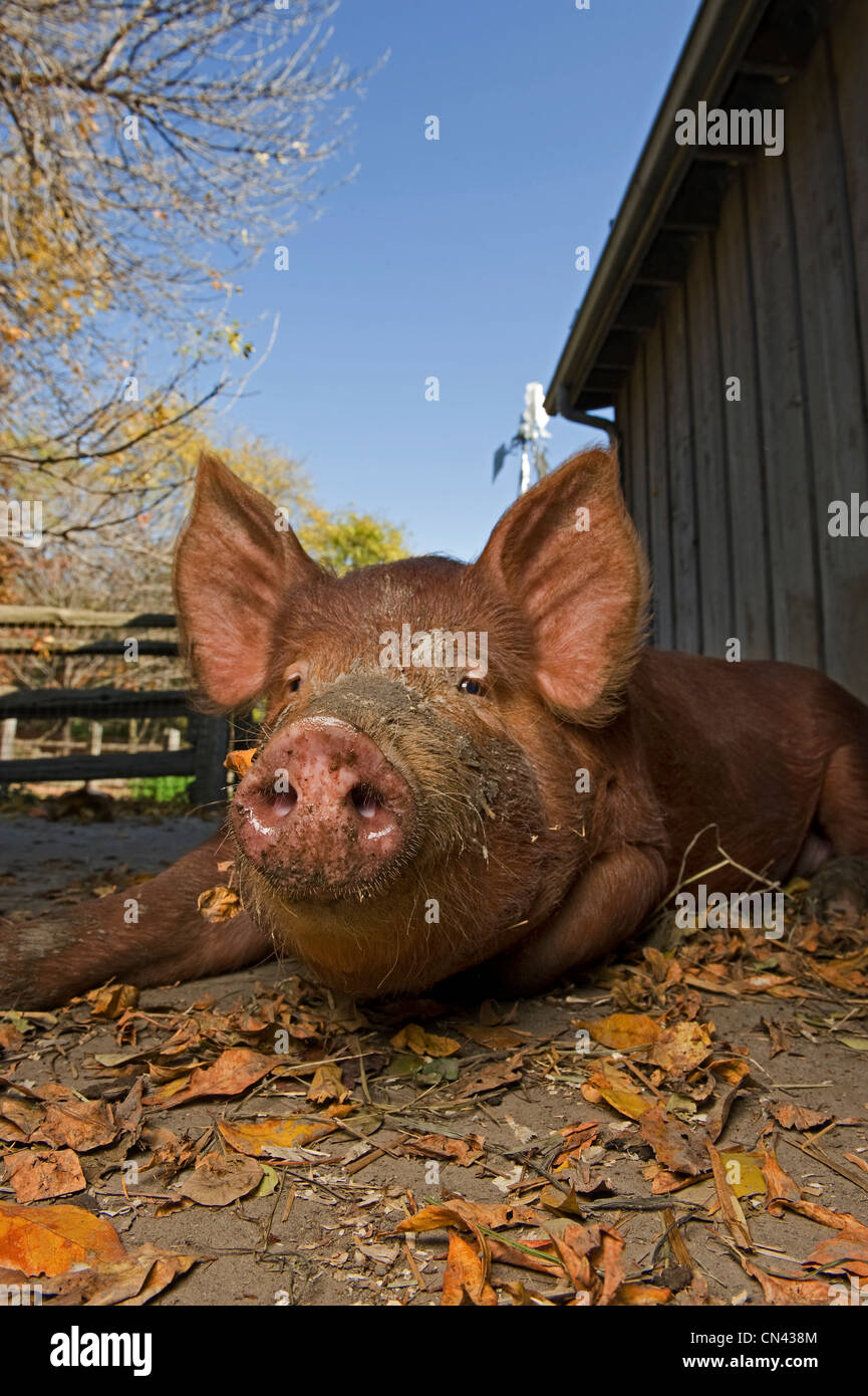 Pigs in the pen Riverdale Farm, Toronto, Ontario Stock Photo - Alamy