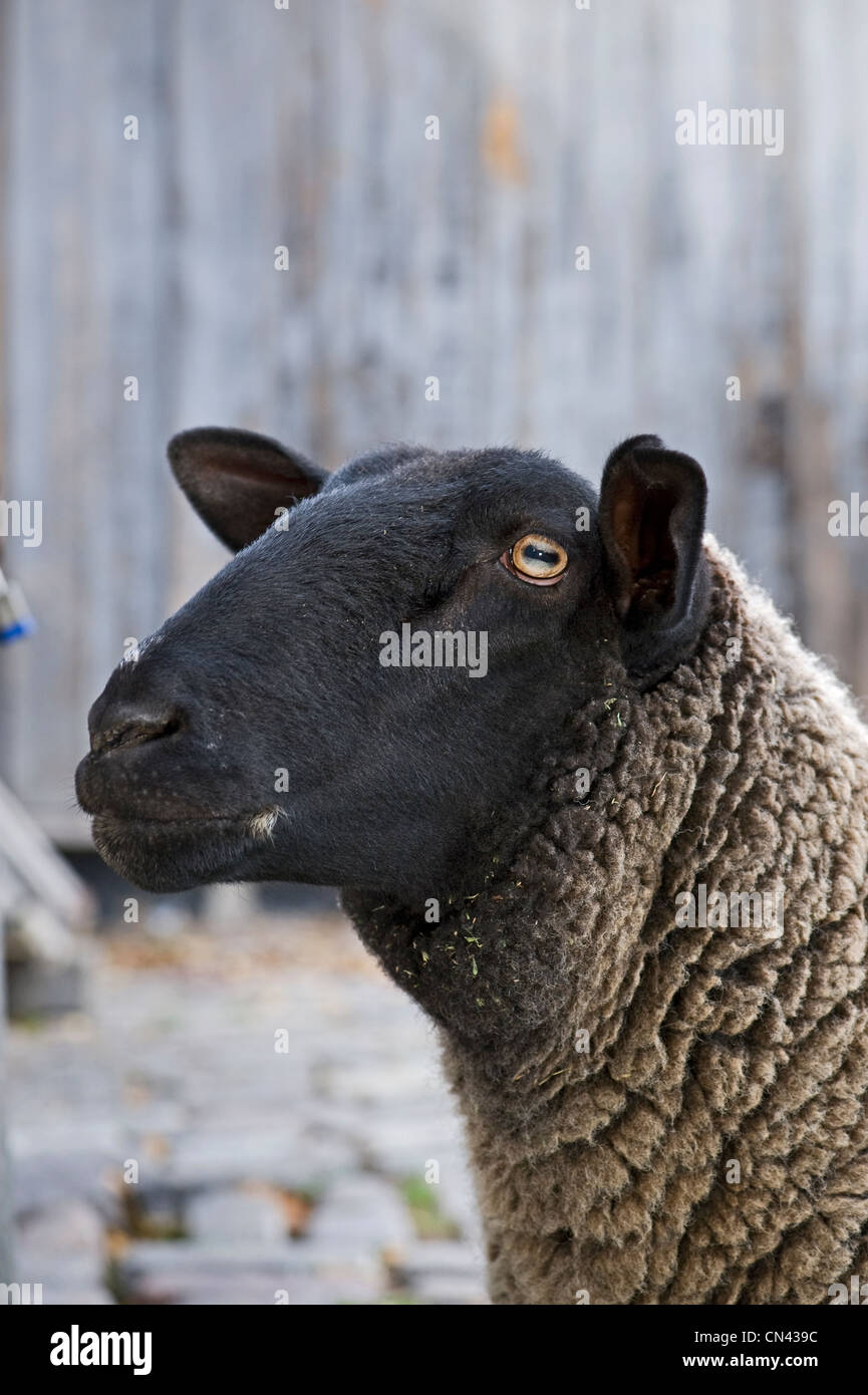 Portrait of Sheep, Riverdale Farm, Toronto, Ontario Stock Photo - Alamy