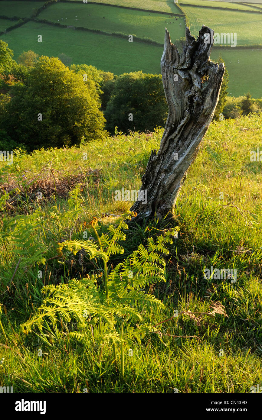 Dead fern hi-res stock photography and images - Alamy