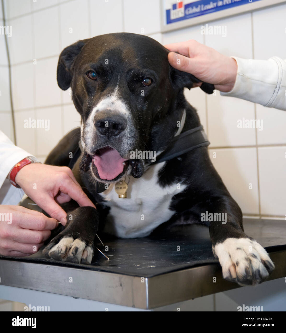 Dog being treated with accupuncture Stock Photo - Alamy