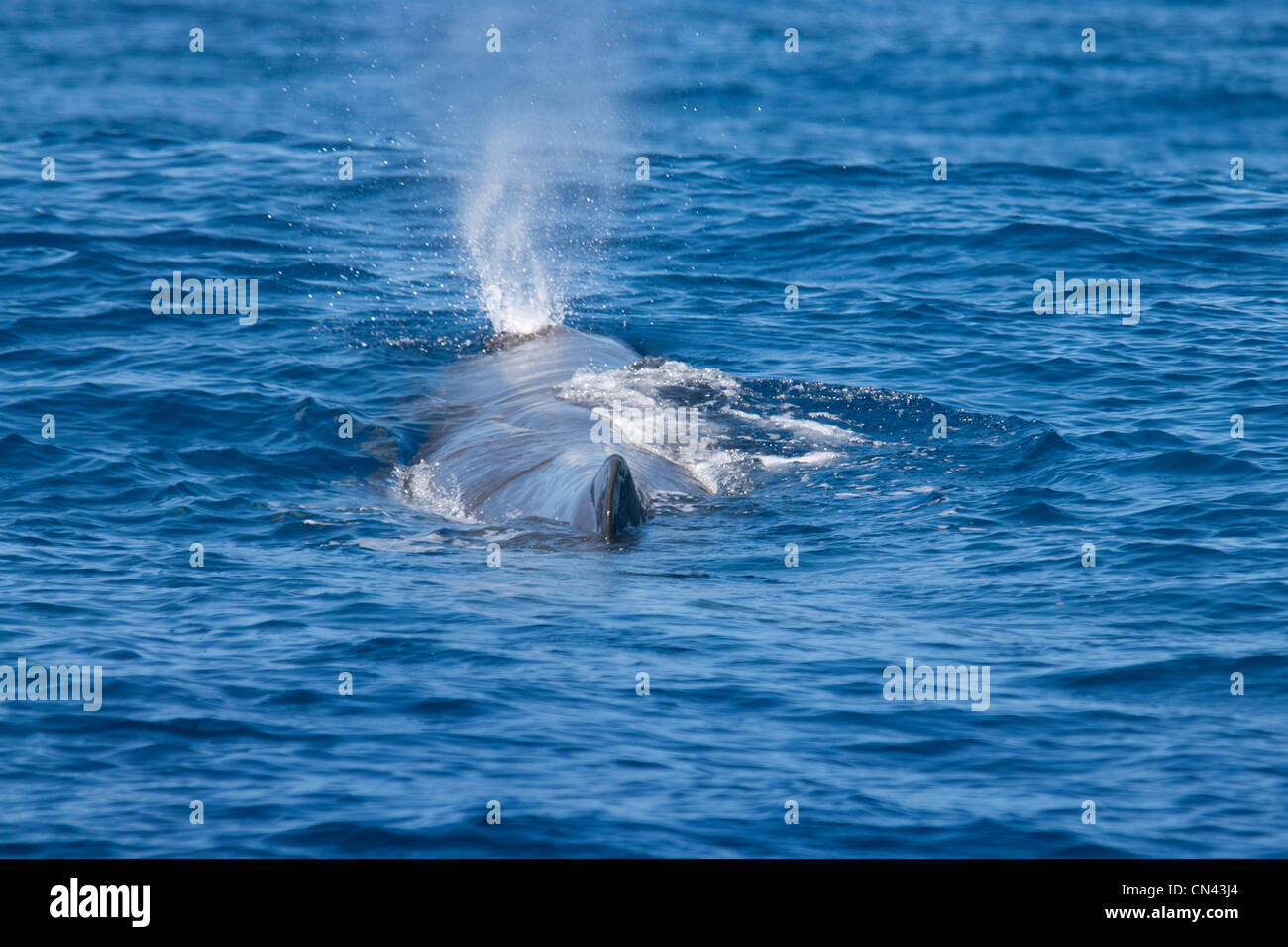 Sperm whale blowing hi-res stock photography and images - Alamy