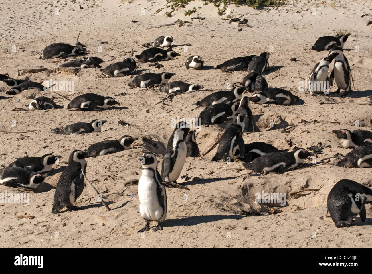 African Penguins, Spheniscus demersus, aka Cape penguin, and South ...