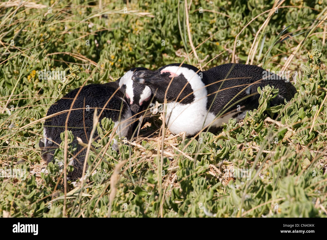 Napping penguin hi-res stock photography and images - Alamy