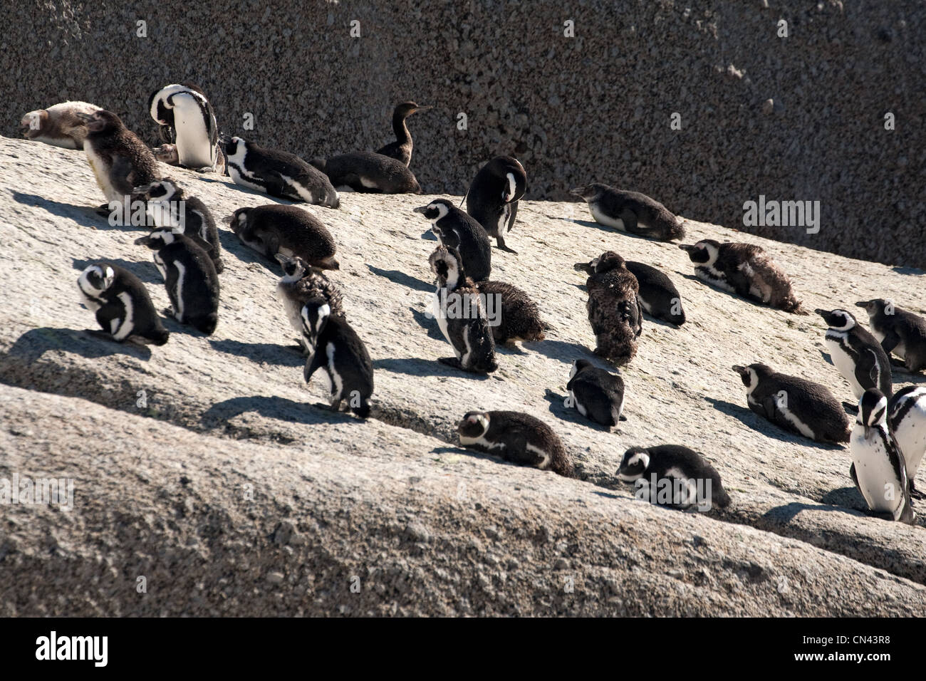 African Penguins, Spheniscus demersus, aka Cape penguin, and South ...