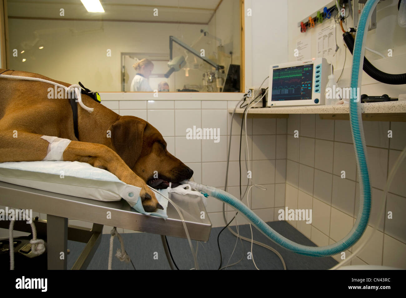 Dog at surgery Stock Photo - Alamy