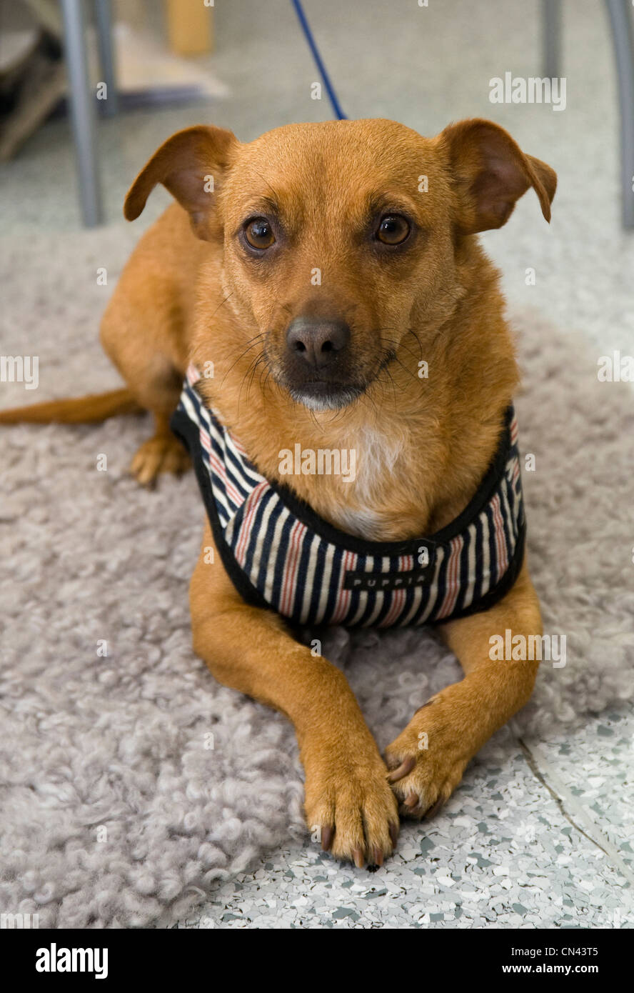 Small dog at the vets with bad leg Stock Photo - Alamy