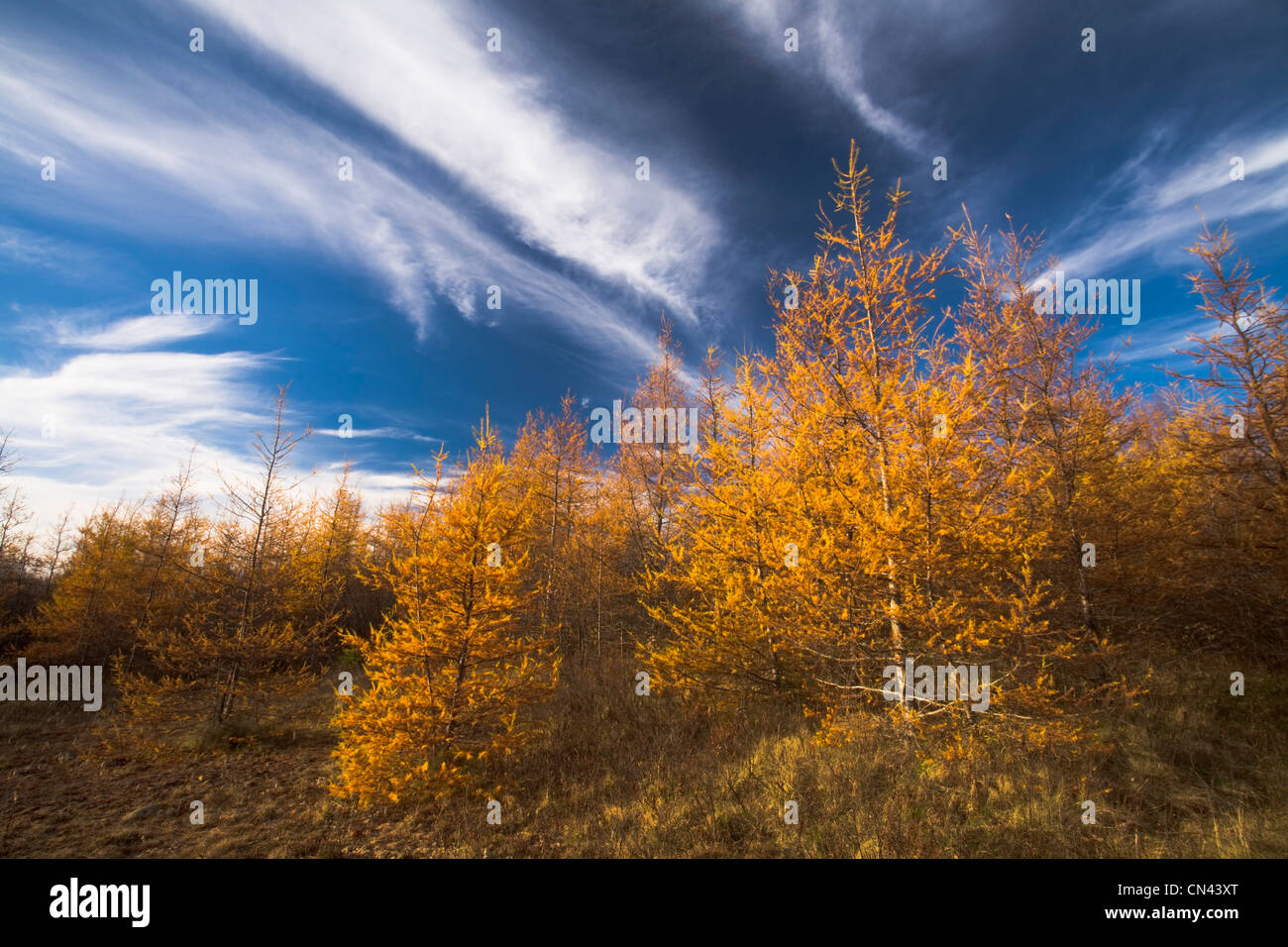 Fall Larch Trees and Sky, Enfield, Nova Scotia Stock Photo - Alamy