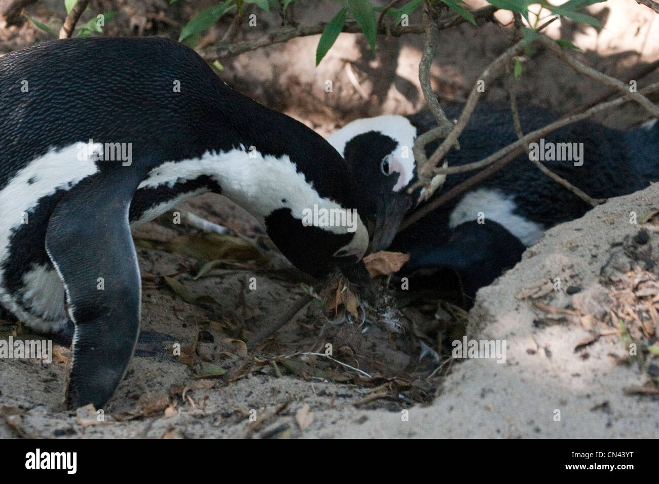 nest building African Penguins, Spheniscus demersus, aka Cape penguin ...