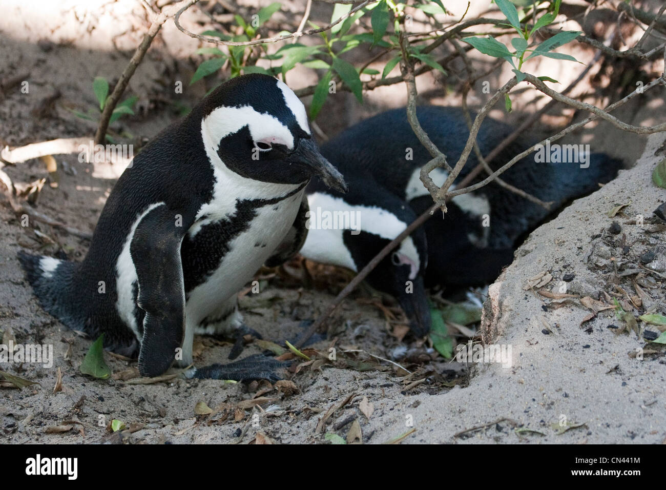 nest building African Penguins, Spheniscus demersus, aka Cape penguin ...