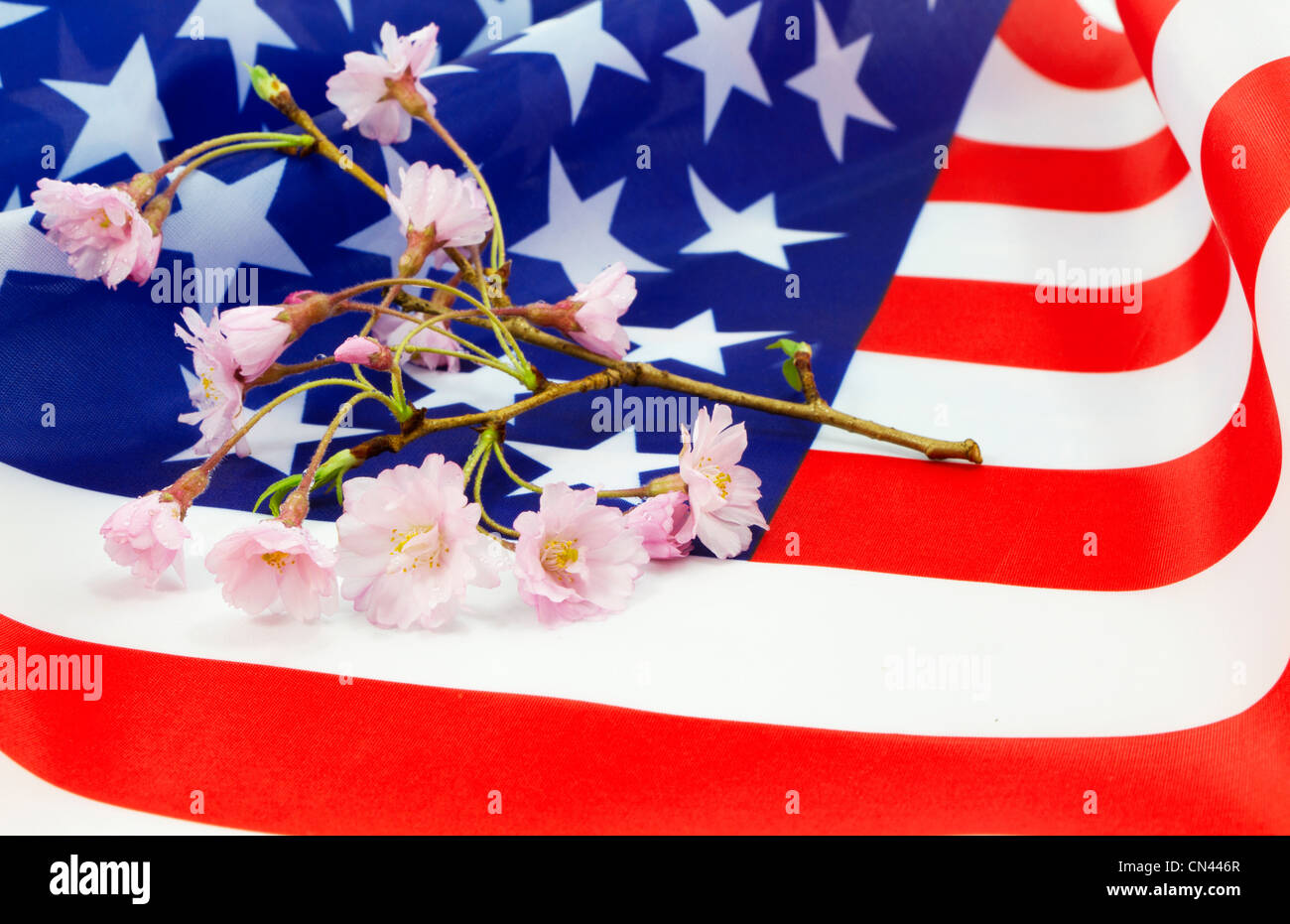 Pink cherry blossoms placed hi-res stock photography and images - Alamy