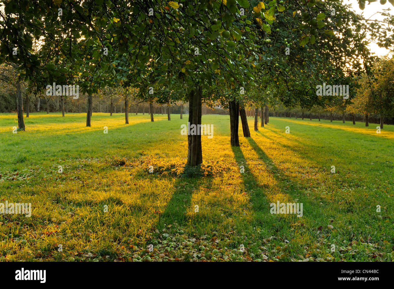 Orchard uk hi-res stock photography and images - Alamy