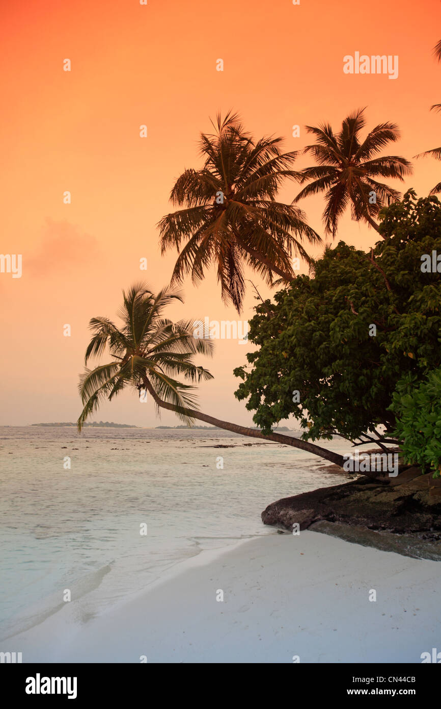 Maldives palm trees hi-res stock photography and images - Alamy